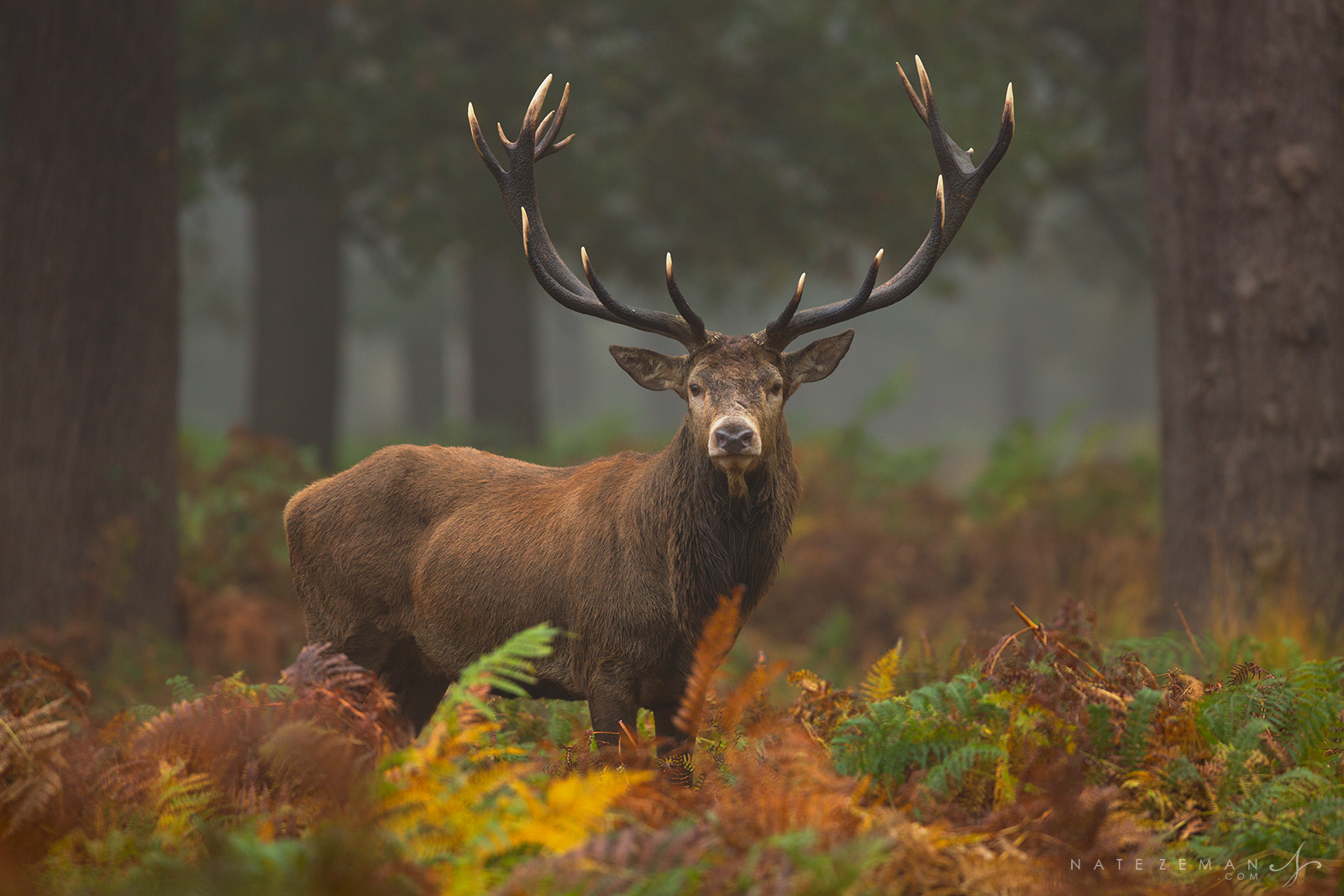 Red Hart Red Deer Stag Richmond Park London United Kingdom