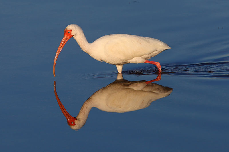 White Ibis Reflection | American White Ibis (Eudocimus albus) - Ding ...
